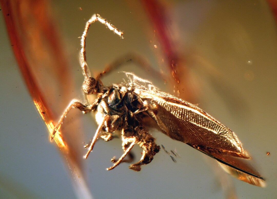 Baltic Amber Inclusion 9895 Scale Insect, Coccid. Matsucoccidae ...