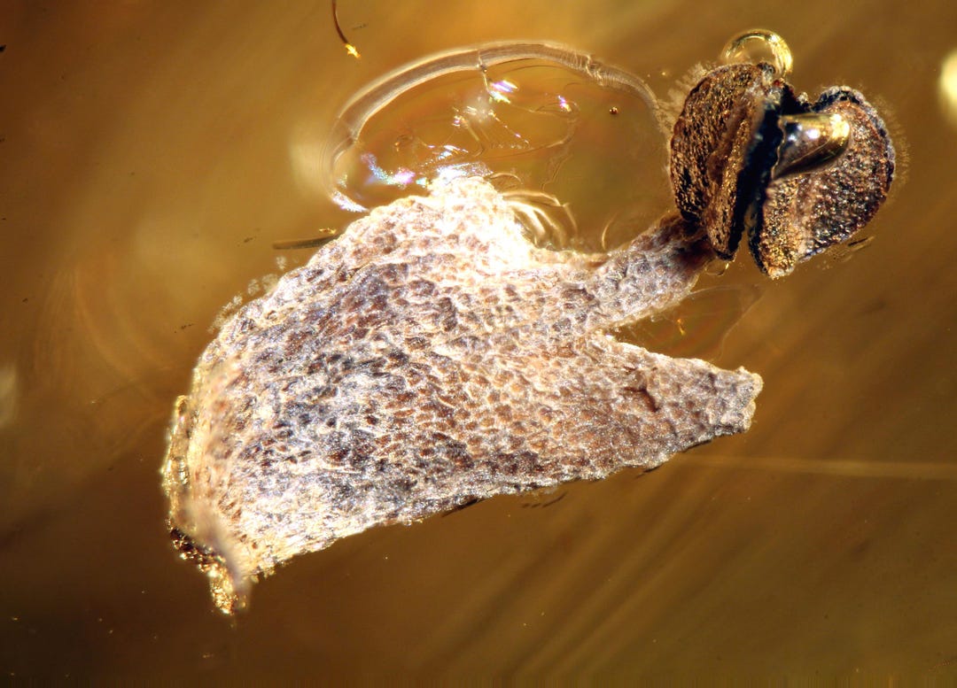 Baltic Amber Inclusion 10220 Amazing Seed in Nice Amber. Rare Botanical ...