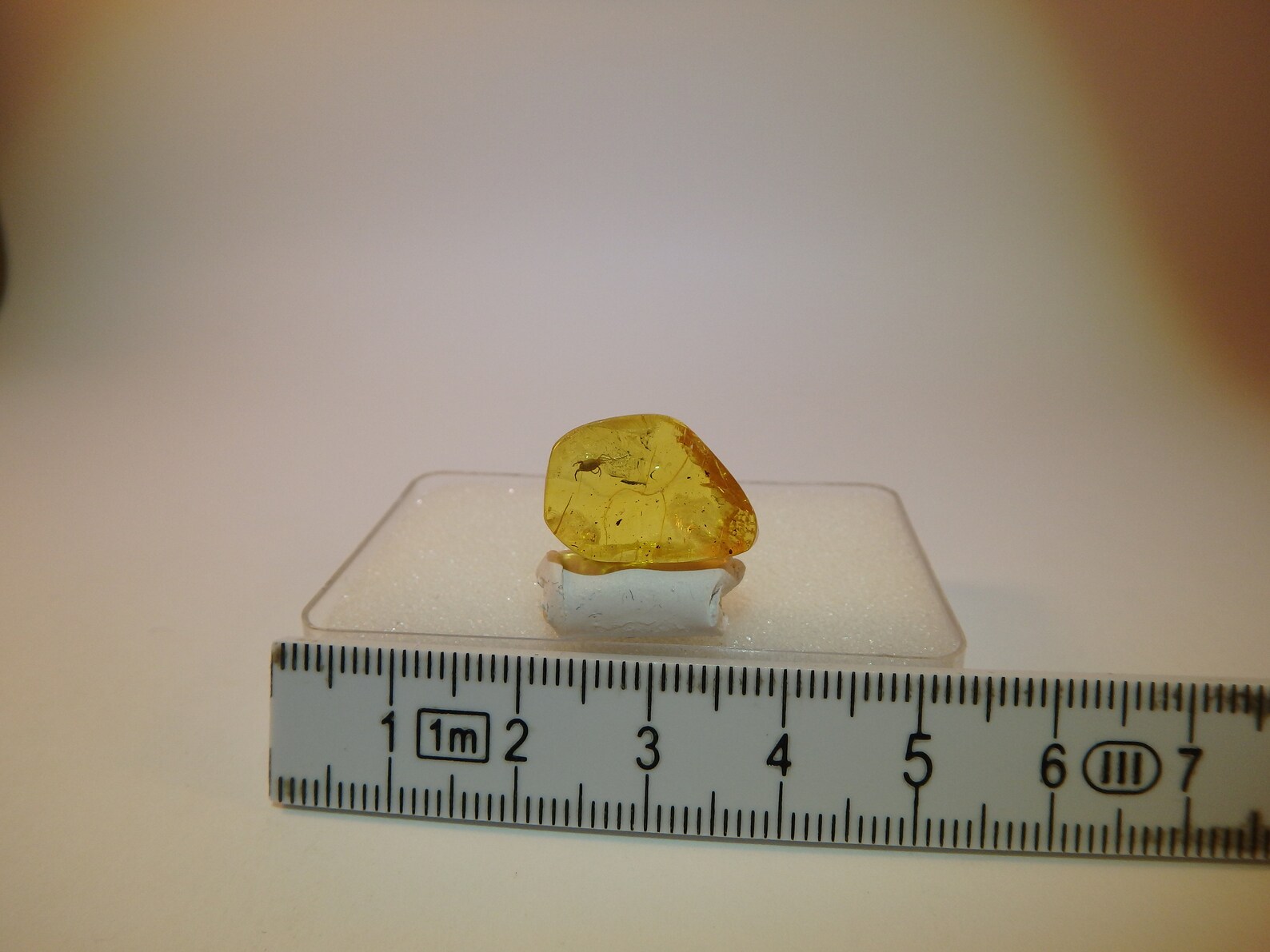 Baltic Amber Inclusion 7895 Perfect Long Legged Mite. - Etsy