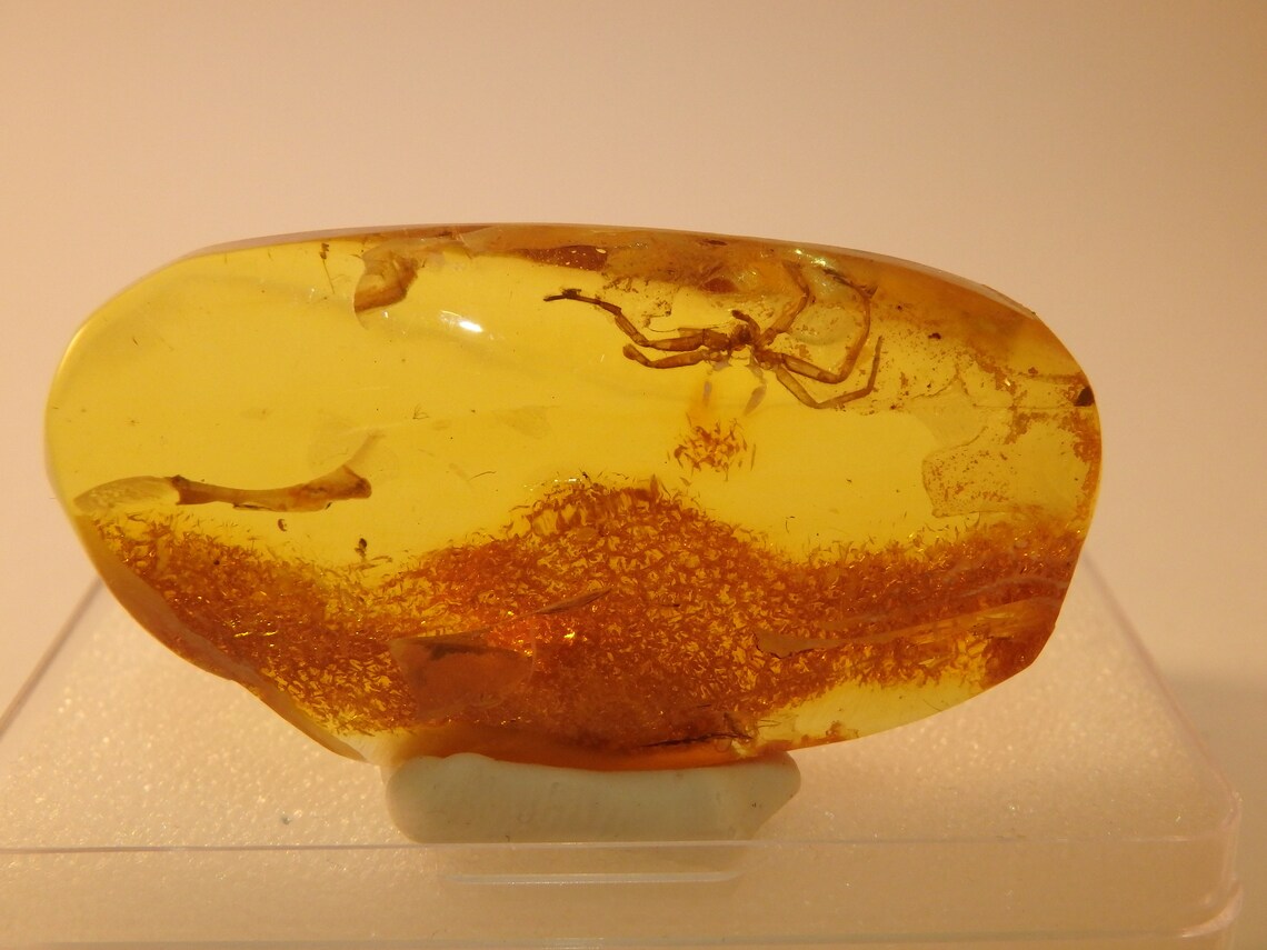 Baltic Amber Inclusion 6878 Huge Spider Exuvia in Large Nice Amber ...