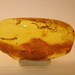 Baltic Amber Inclusion 6878 Huge Spider Exuvia in Large Nice - Etsy