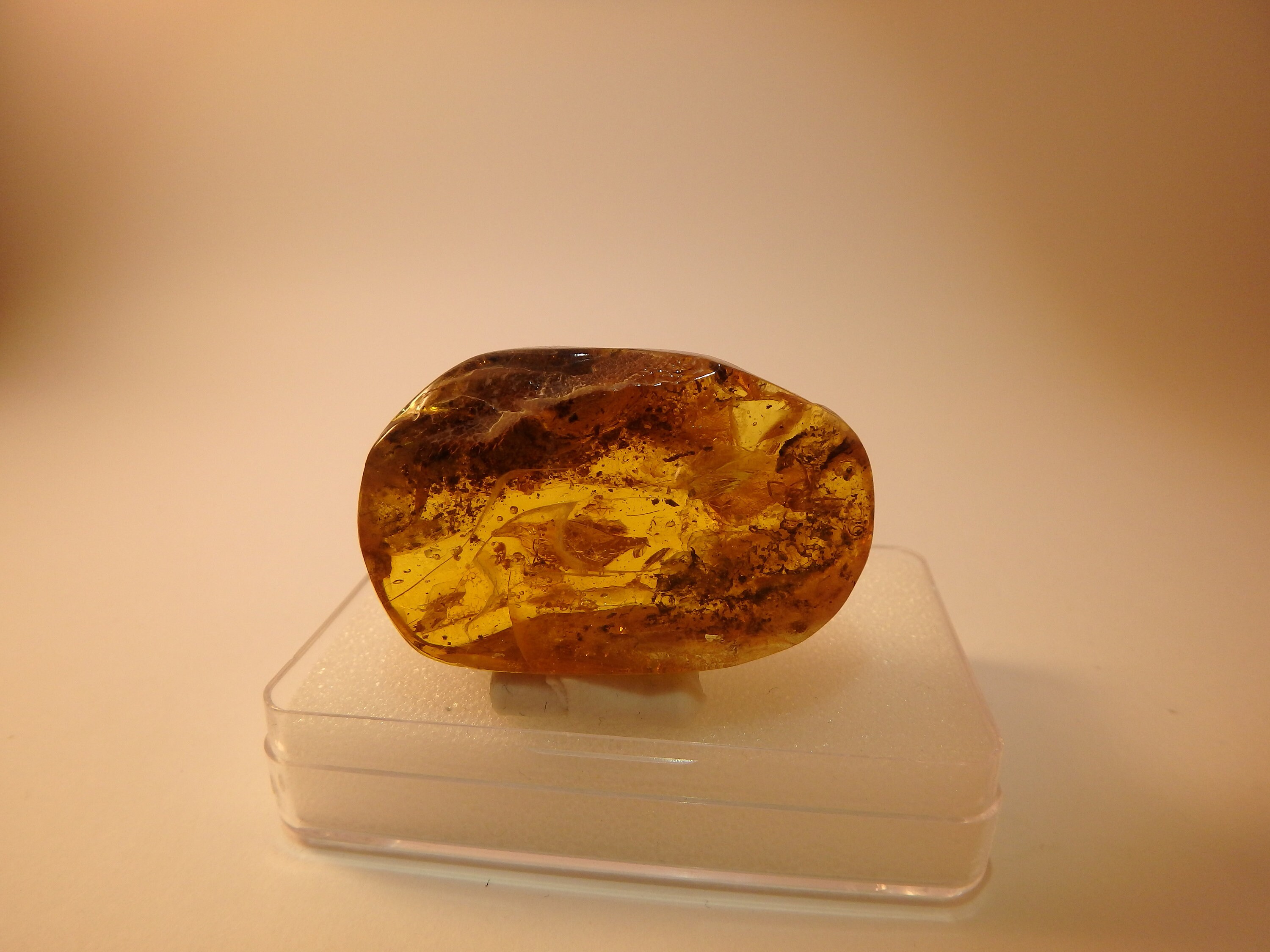 Baltic Amber Inclusion 6869 Large Spider Exuvia in Big Amber - Etsy