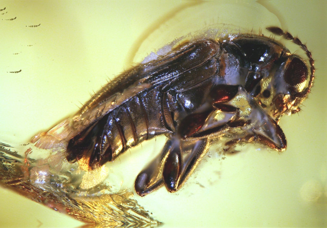 Baltic Amber Inclusion 7857 Perfect Beetle Anthicidae Macratriinae ...