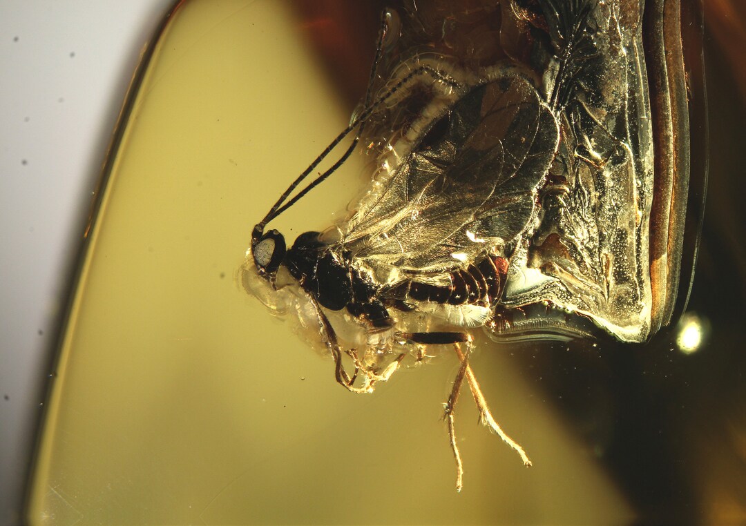 Baltic Amber Inclusion 9439 Great Wasp Braconidae ? in Very Clear Amber ...