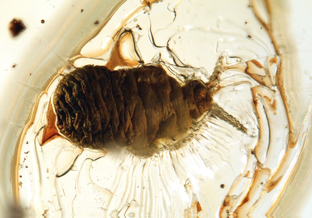 Baltic Amber Inclusion 4742 Rare Wingless Coccid. Fossil Insect Genuine ...