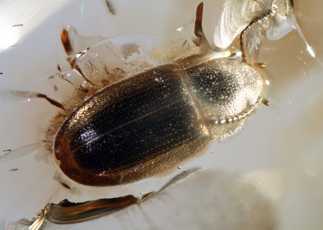 Baltischer Bernsteineinschluss 7133 Schöner haariger Pilzkäfer ...