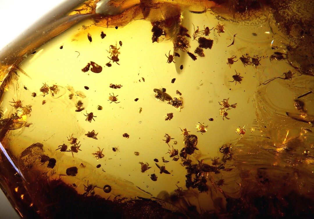 Baltic Amber Inclusion 9425 Superb. Swam of Mites + Multi Inclusion ...