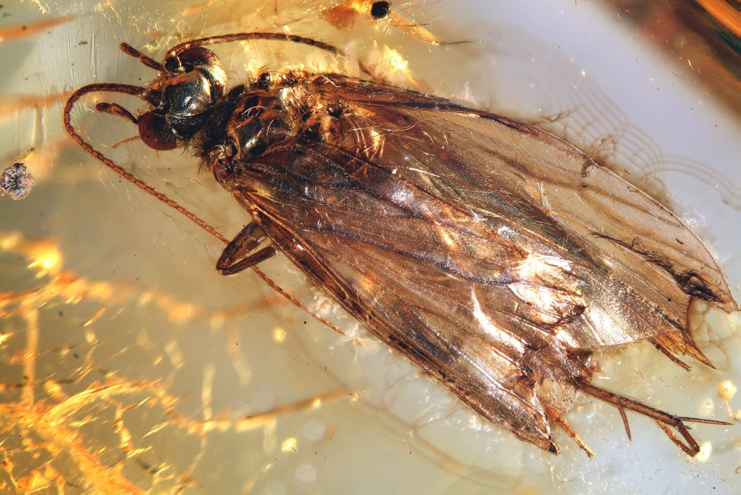 Baltic Amber Inclusion 9045 Great Large Caddis Fly Trichoptera ...