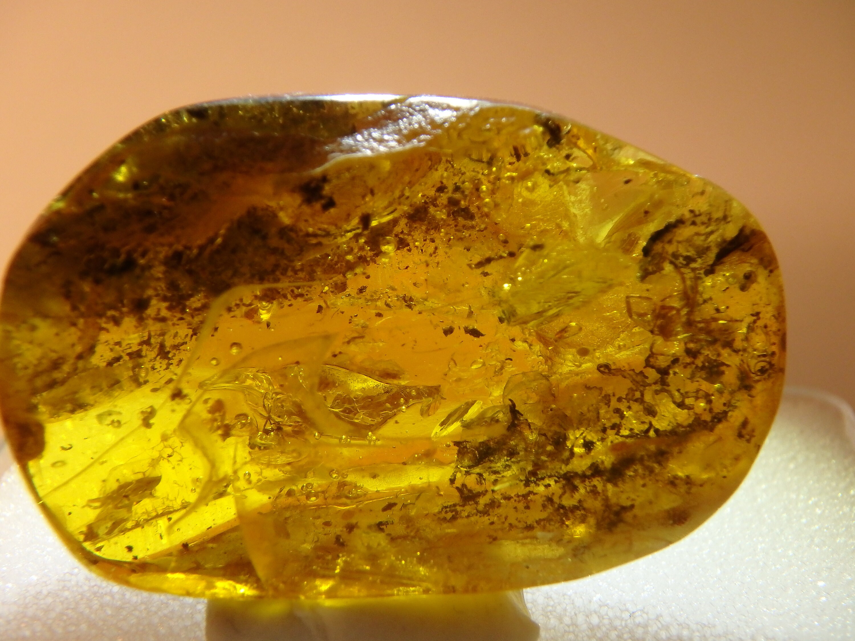 Baltic Amber Inclusion 6869 Large Spider Exuvia in Big Amber - Etsy