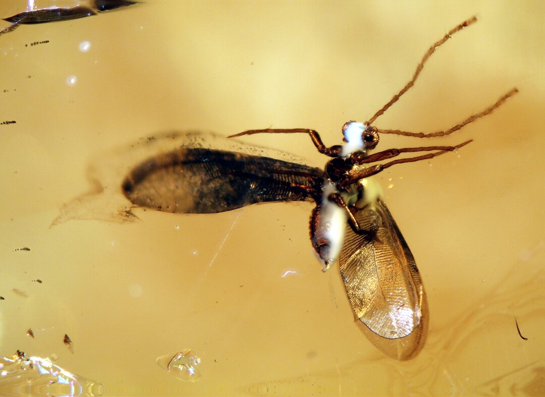 Baltic Amber Inclusion 8063 Scale Insect, Coccid, Coccoidea Genuine ...