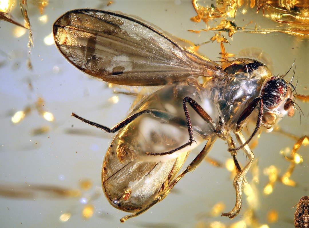 Baltic Amber Inclusion 9014 Very Nice Massive Fly. Rare. Unknown ID ...