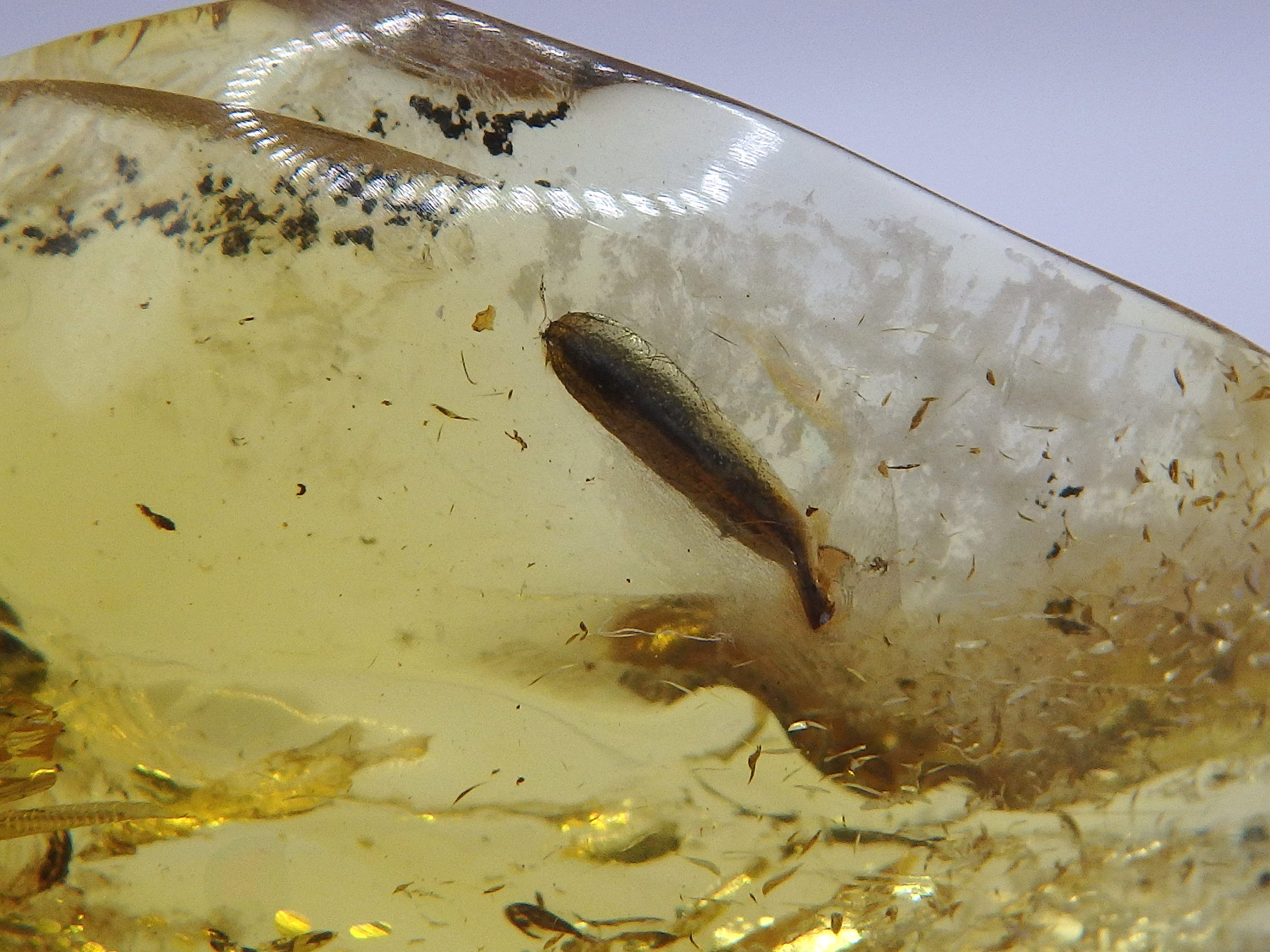 Baltic Amber Inclusion 8608 2 X Rare Leaf in One Amber. Plant, Botany ...