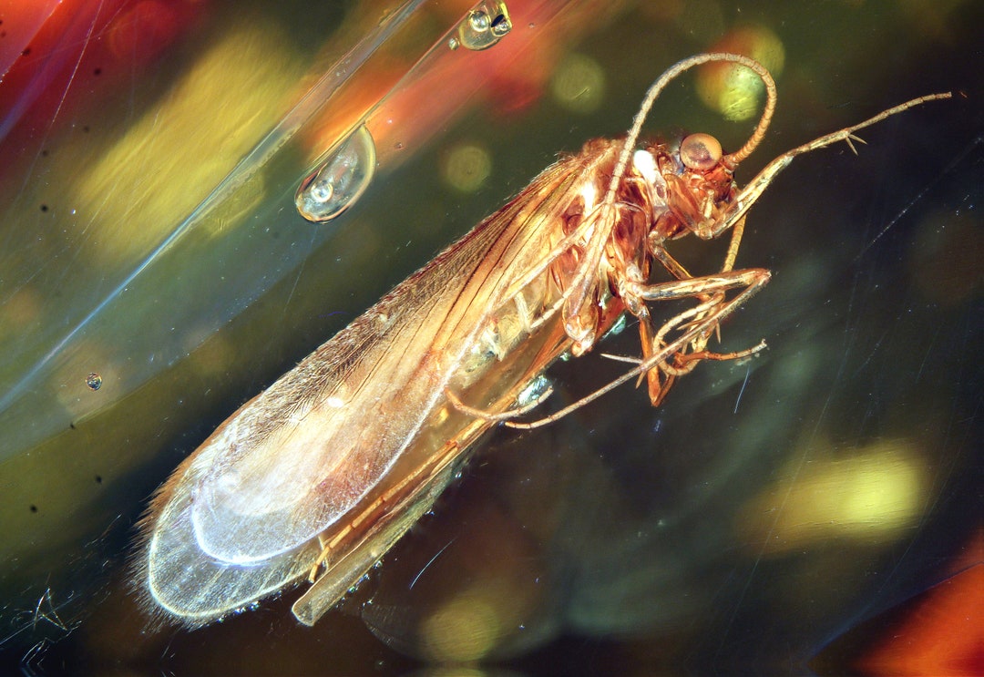 Baltic Amber Inclusion 7027 TOP Perfect Caddis Fly Trichoptera ...