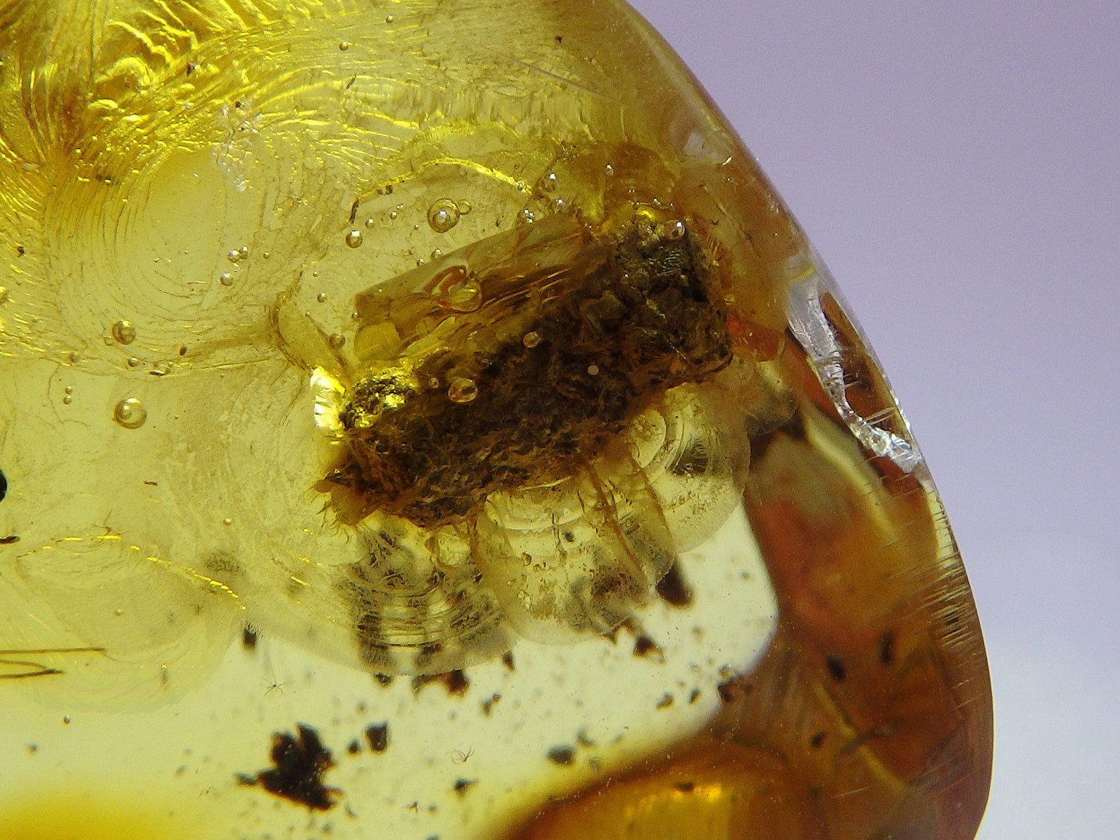 Baltic Amber Inclusion 9435 Large Rare Looking Fly + Ant Scene + More ...