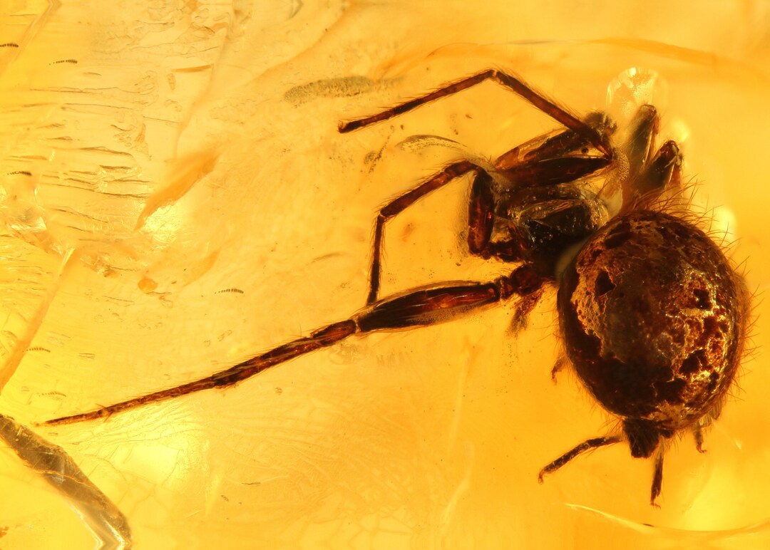 Baltic Amber Inclusion 9375 Nice Spider. Araneae. Arachnida. Rare ...