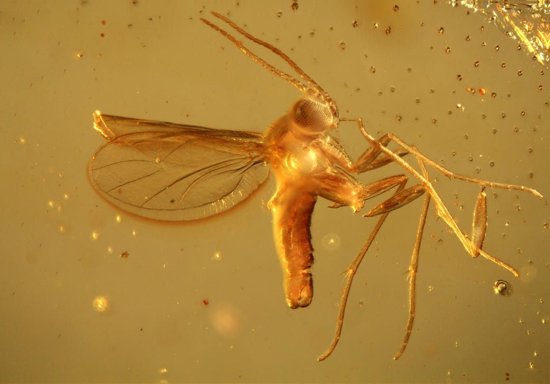 Baltic Amber Inclusion 10171 Perfect Gnat in Super Clear Amber. Diptera ...