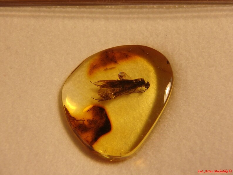 Baltic Amber Inclusion EXCLUSIVE BOX With E X C L U S I VE I N - Etsy