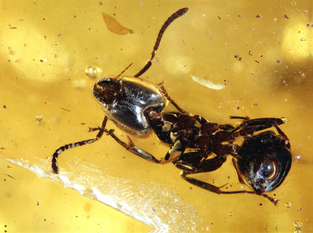 Baltic Amber Inclusion 8105 Perfect Ant. Ctenobethylus. Genuine Natural ...