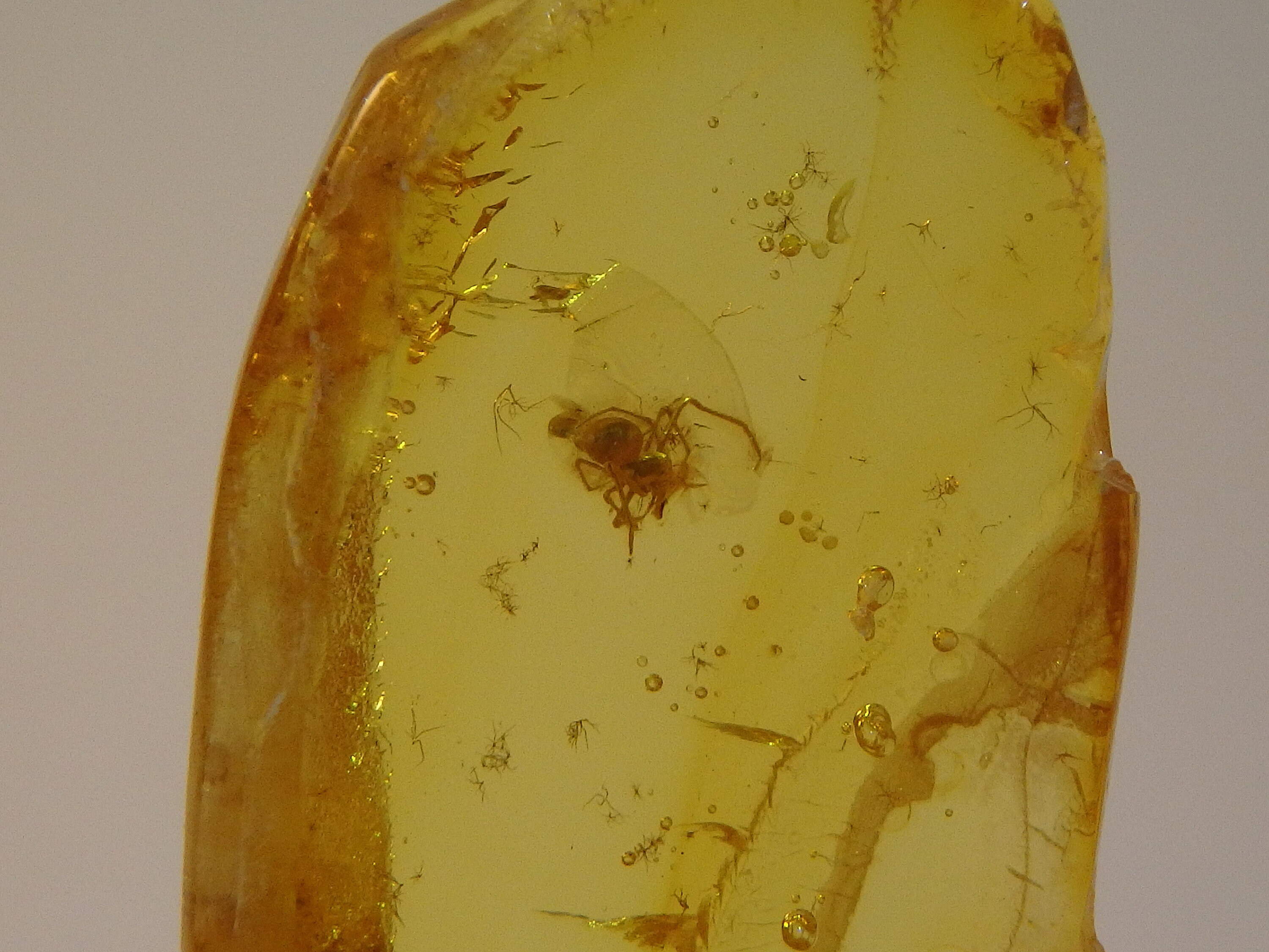 Baltic Amber Inclusion 6490 Rare Assassin Spider. Fossil | Etsy