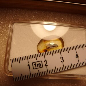 Baltic Amber Inclusion EXCLUSIVE BOX With E X C L U S I VE I N C L U S ...