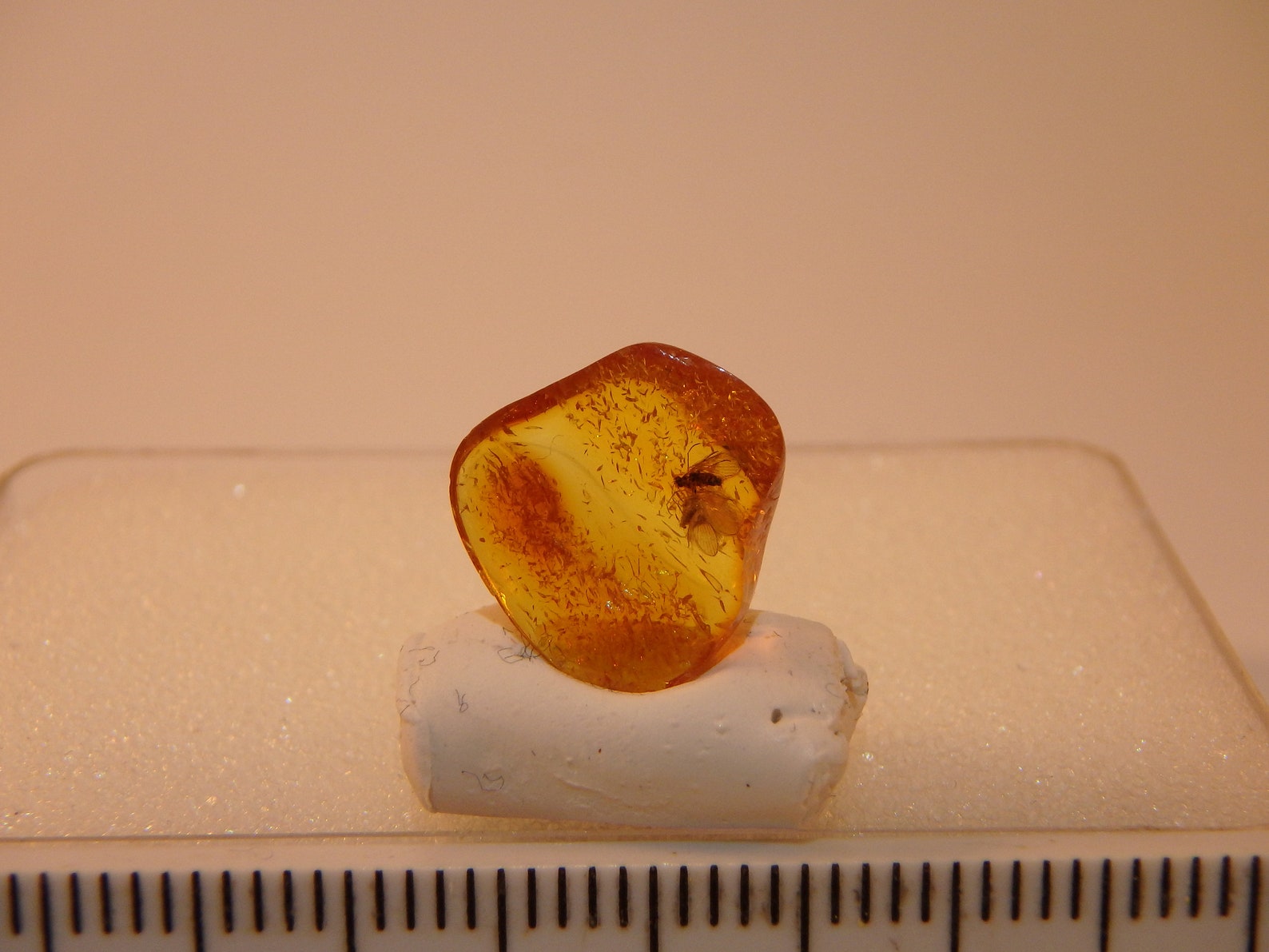 Baltic Amber Inclusion 7854 2 X Moth Fly Scene. Psychodidae. Diptera ...