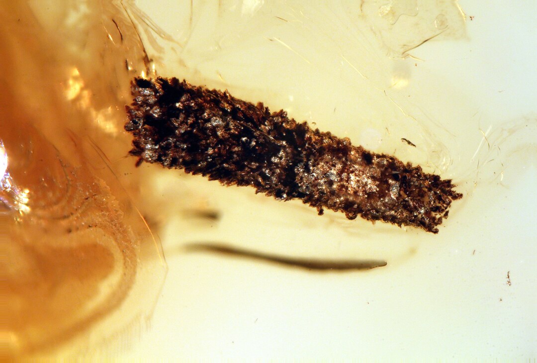 Baltic Amber Inclusion 9432 Lepidoptera Larval Case. Moth, Butterfly ...