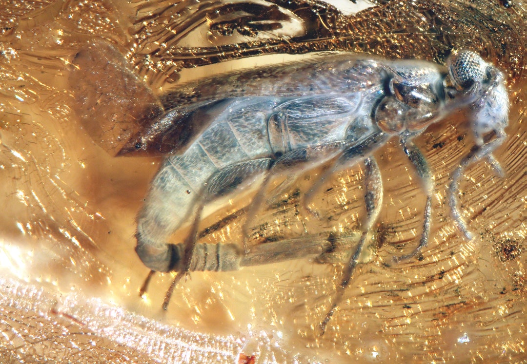 Baltic Amber Inclusion 9583 Aderidae Beetle With Nice Details + More ...