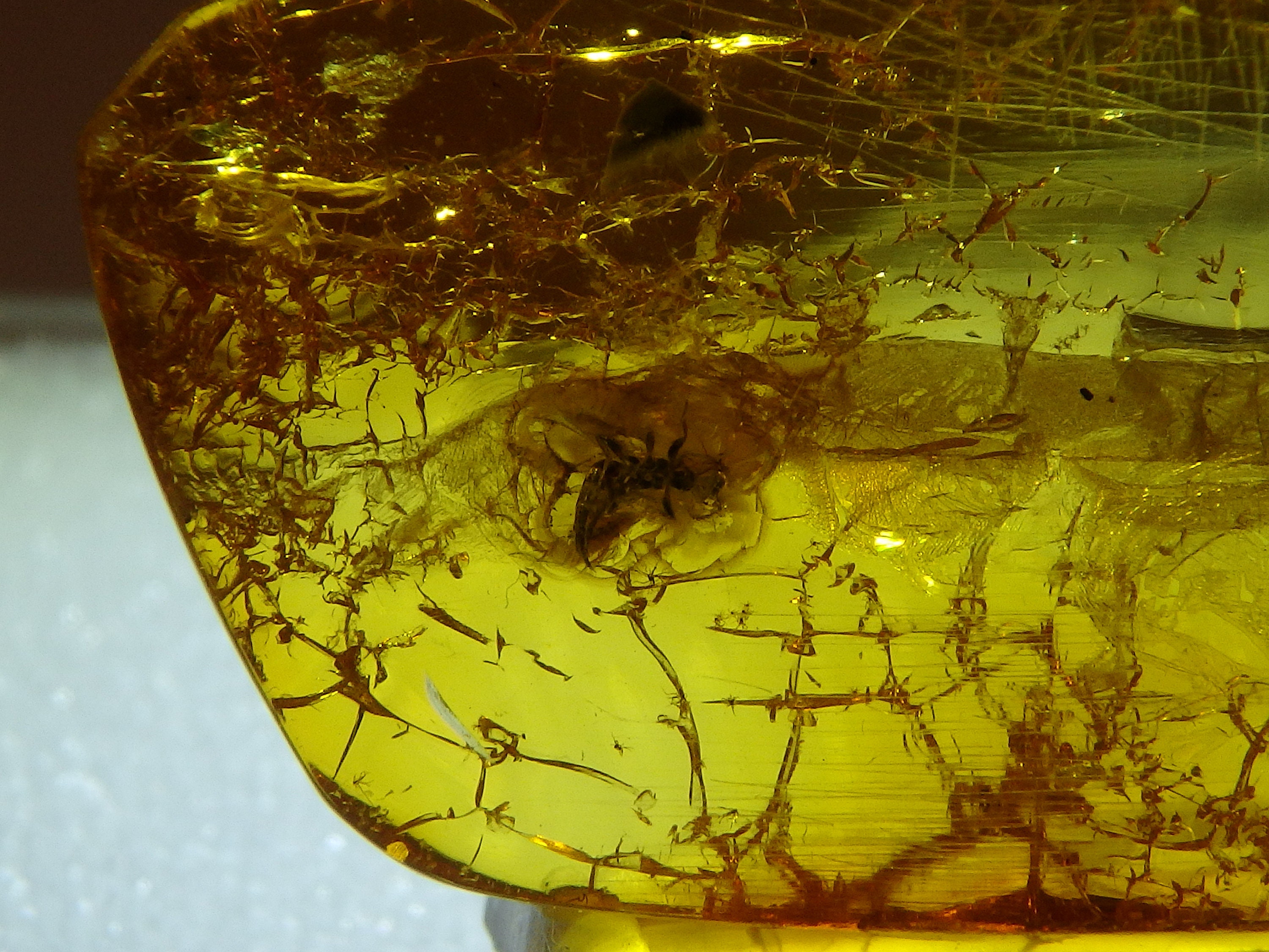 Baltic Amber Inclusion 7898 Rare Wasp Bethylidae. Hymenoptera. Fossil ...