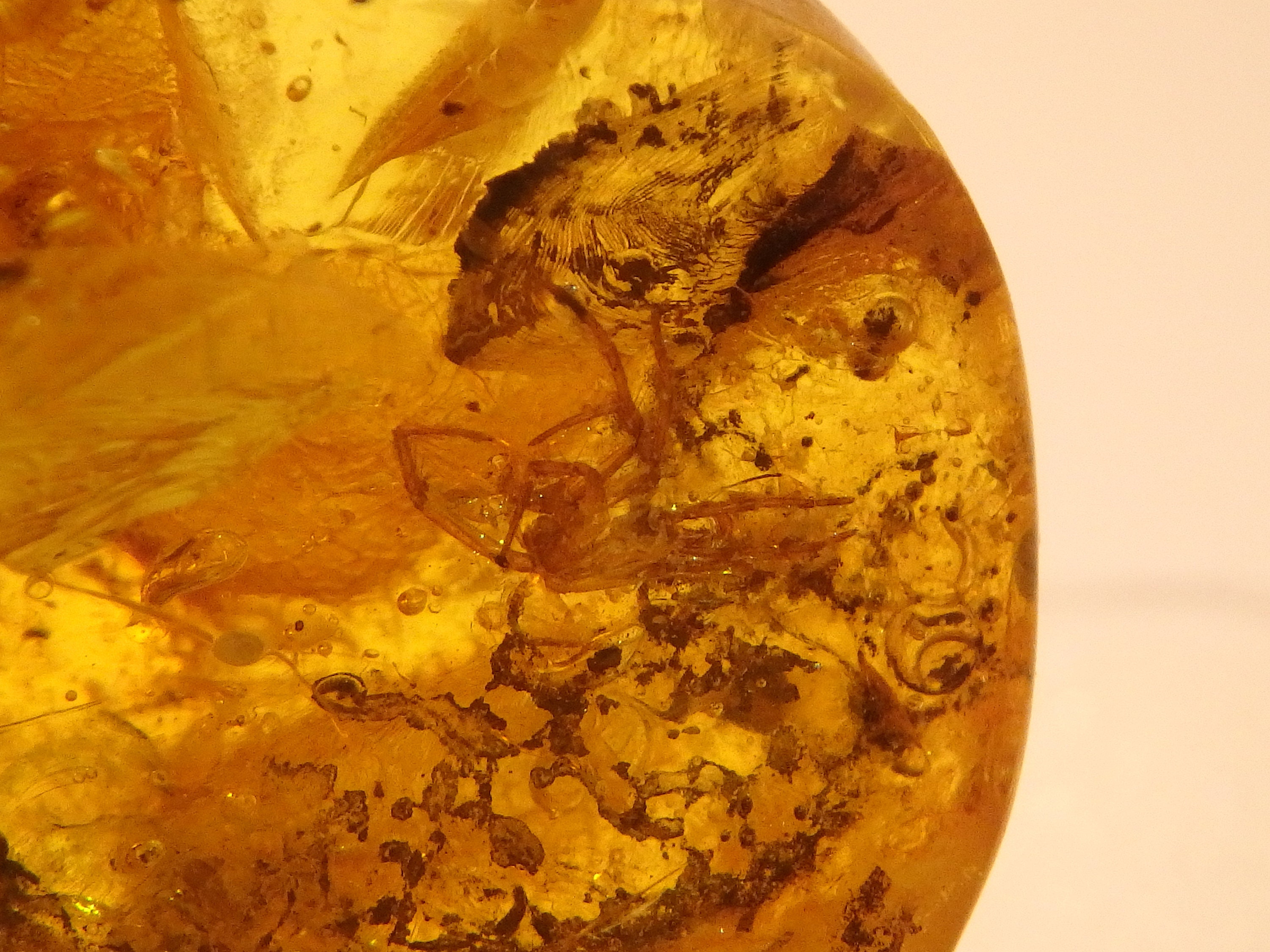 Baltic Amber Inclusion 6869 Large Spider Exuvia in Big Amber - Etsy