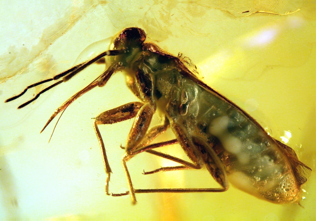 Baltic Amber Inclusion 8996 Perfect True Bug Heteroptera. Miridae ...