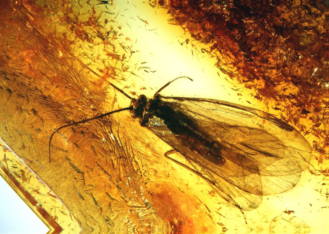 Baltic Amber Inclusion 8466 Perfect Caddis Fly. Trichoptera. Genuine ...