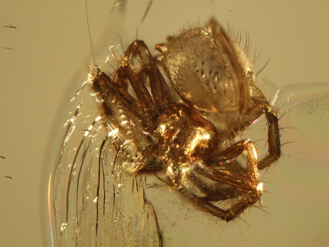 Baltic Amber Inclusion 6271 Spider in Clear Amber. Araneae Genuine ...