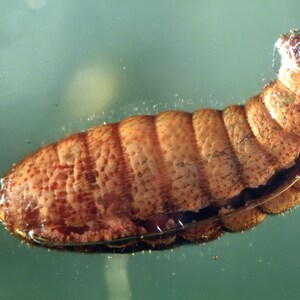 Baltic Amber Inclusion 10037 Rare Scene of Ant and Superb Ant Pupae. in ...