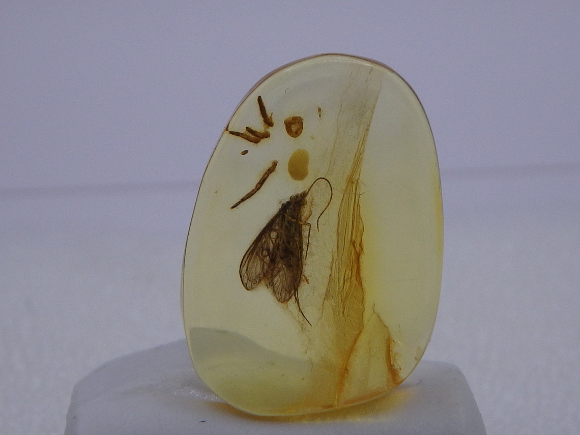 Baltic Amber Inclusion 8332 Perfect Caddis Fly. Trichoptera. Collection ...