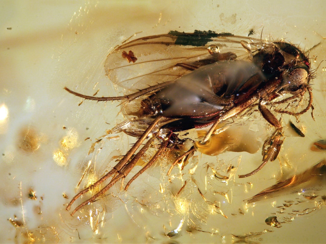 Baltic Amber Inclusion 8249 Rare Scene - Fly With Eggs + More Inside ...