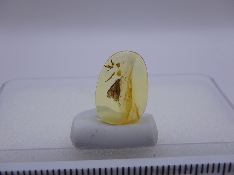 Baltic Amber Inclusion 8332 Perfect Caddis Fly. Trichoptera. Collection ...