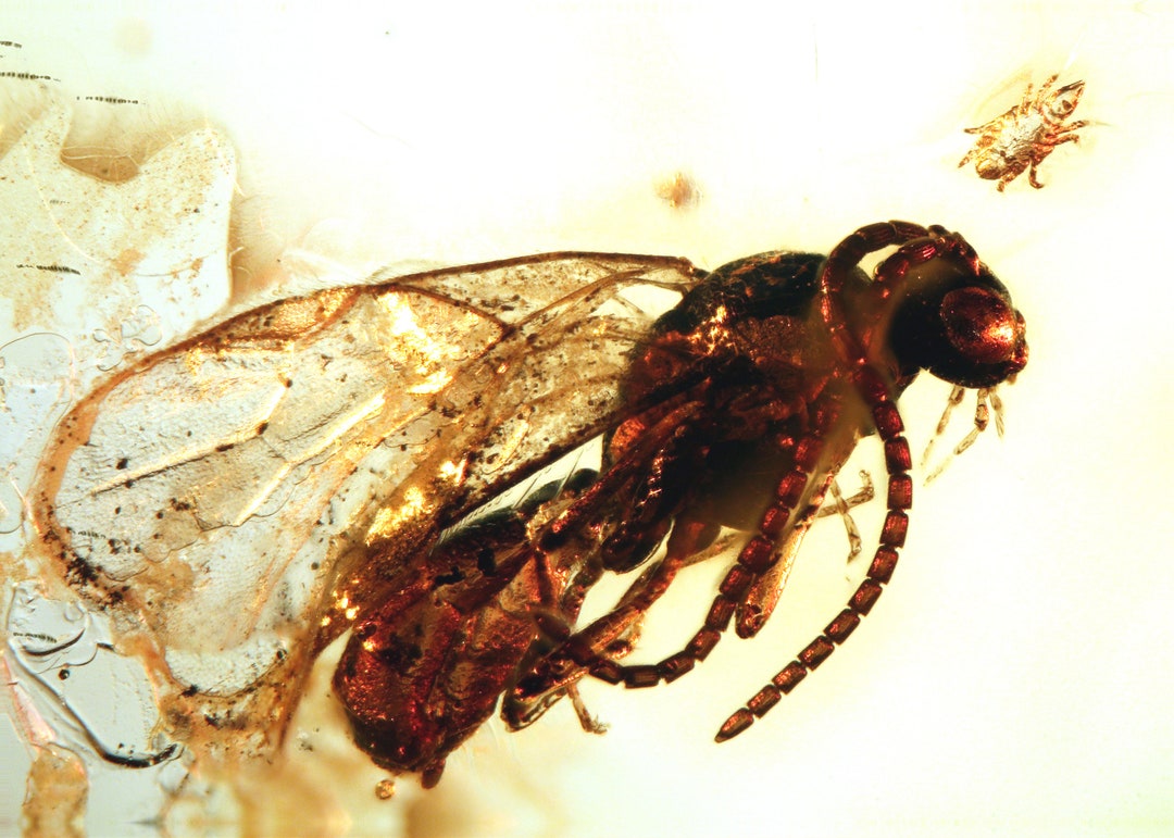 Baltic Amber Inclusion 8782 Unknown Wasp + Mite Scene + Seeds / Pollen ...