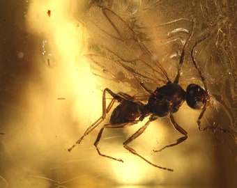 Baltic Amber Inclusion 7181 Nice Colorful Ant in Clear Amber. Fossil ...