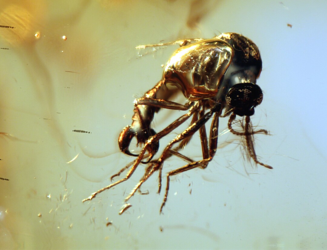 Baltic Amber Inclusion 8958 Spiny Biting Midge Ceratopogonidae. Diptera ...