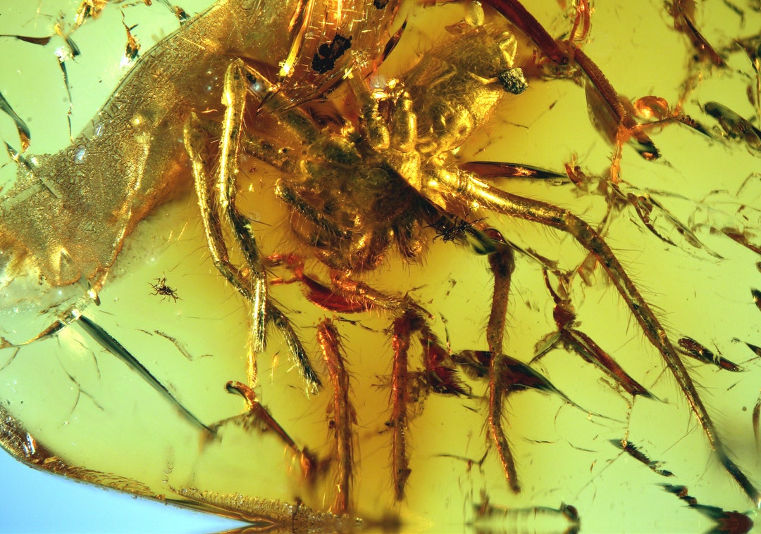 Baltic Amber Inclusion 8966 Spider + Stellate Hairs. Natural Gemstone ...