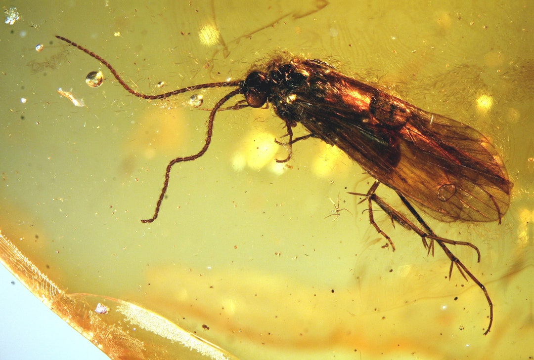 Baltic Amber Inclusion 8272 Perfect Caddis Fly. CHECK MOVIE ...