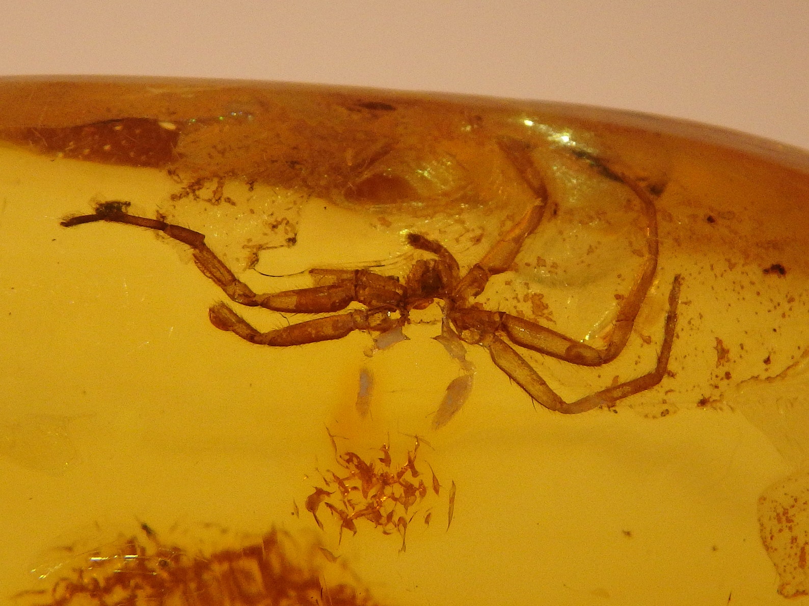 Baltic Amber Inclusion 6878 Huge Spider Exuvia in Large Nice - Etsy