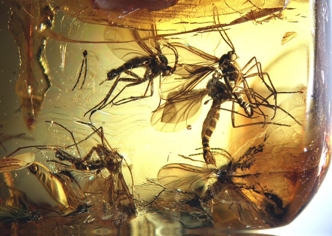 Baltic Amber Inclusion 9385 Amazing Swarm of Large Fungus Gnats MOVIE ...