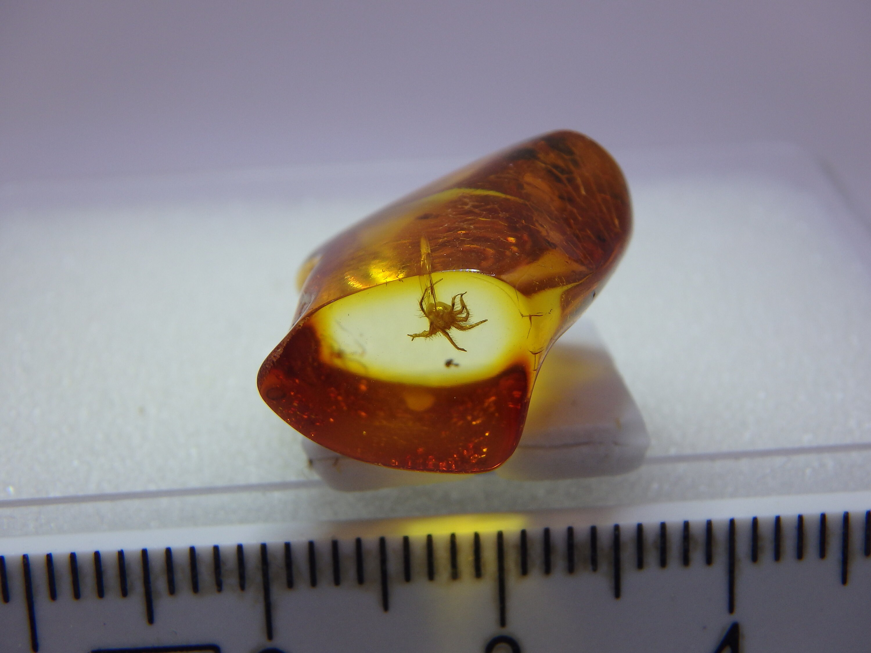 Baltic Amber Inclusion 9422 Very Nice Photogenic Hairy Mite. Acari ...