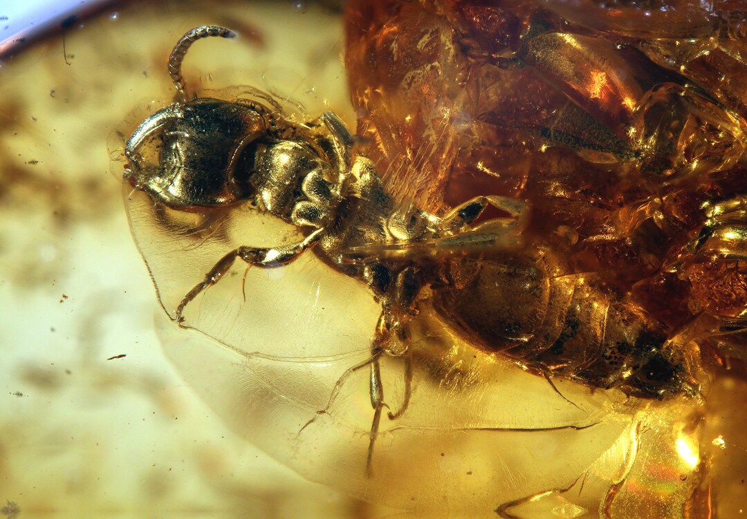 Baltic Amber Inclusion 8735 Rare Looking Wasp With Massive Mandibles ...
