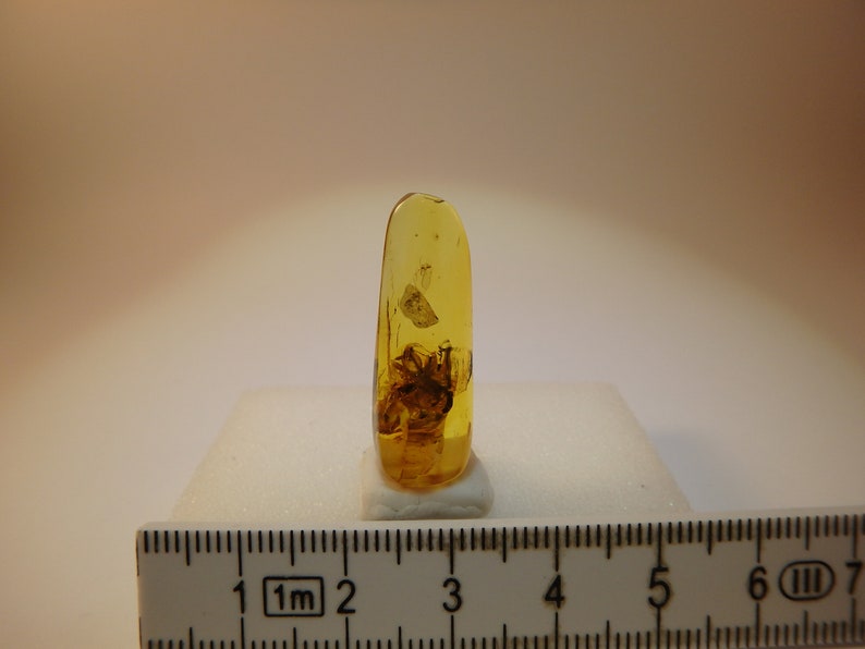 Baltic Amber Inclusion 6074 Perfect Scale Insect Coccid - Etsy