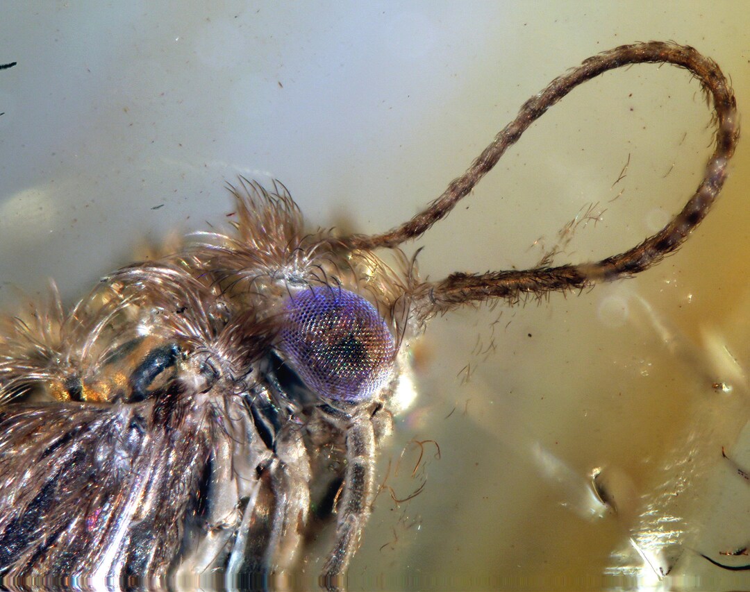 Baltic Amber Inclusion 8305 Rare Blue Eyed Caddis Fly. Trichoptera ...