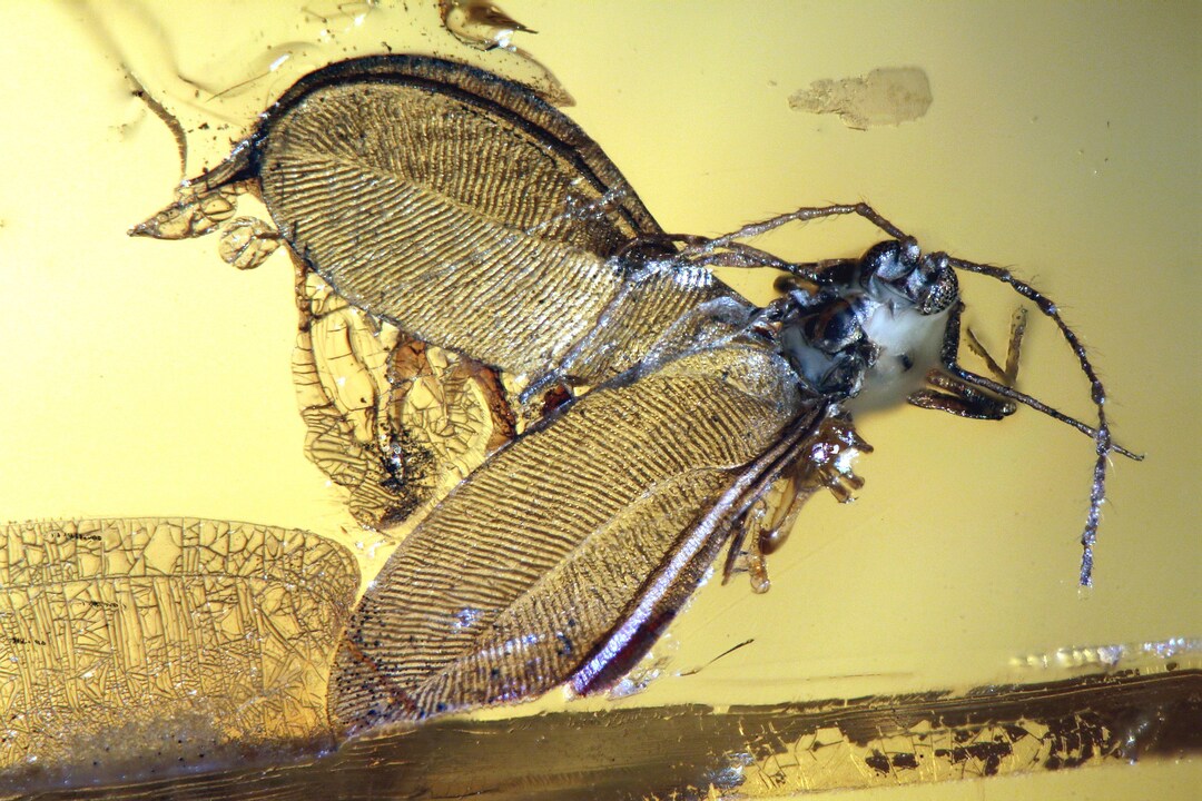 Baltic Amber Inclusion 9187 Nice Scale Insect Coccid Spider More ...