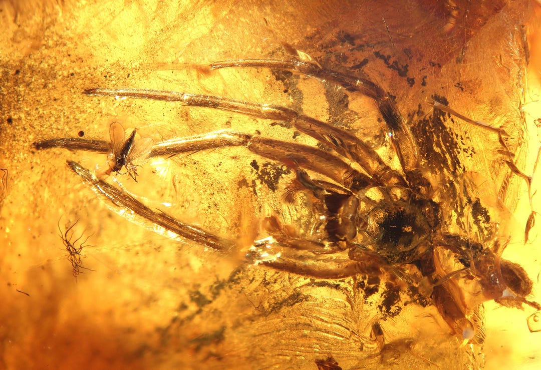 Baltic Amber Inclusion 10050 Rare Large Spider Exuvia 1CM+ + More. in ...