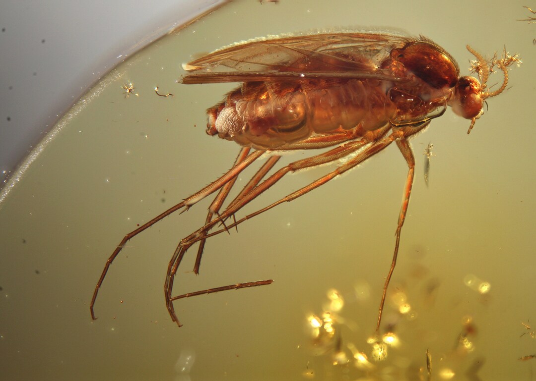 Baltic Amber Inclusion 7996 Wonderful Large, Colorful Fly. Unknown ID ...